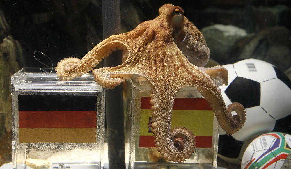 Différence entre poulpe et pieuvre - Explication simple