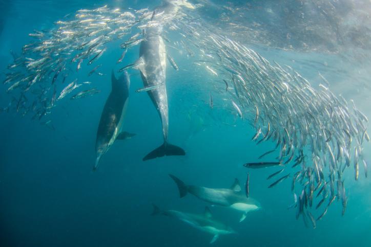 Comment se reproduisent et naissent les dauphins ? - Accouplement et ...