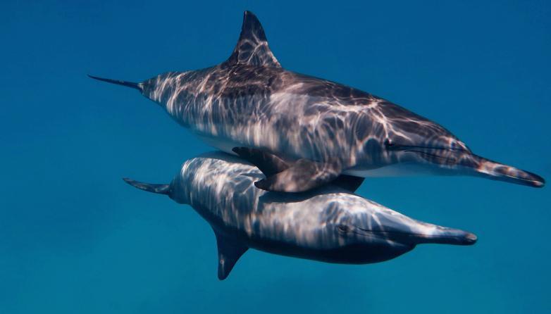 Comment se reproduisent et naissent les dauphins ? - Accouplement et ...