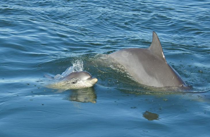 Comment se reproduisent et naissent les dauphins ? - Accouplement et ...