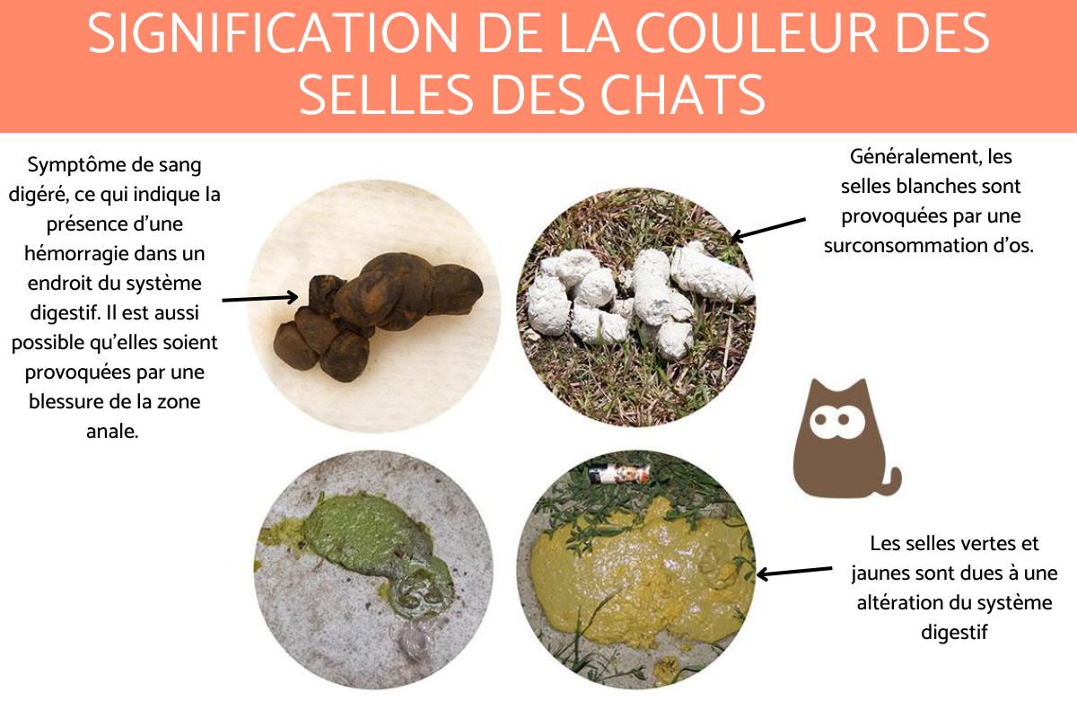 TYPES de SELLES chez les CHATS et leur SIGNIFICATION - AVEC PHOTOS