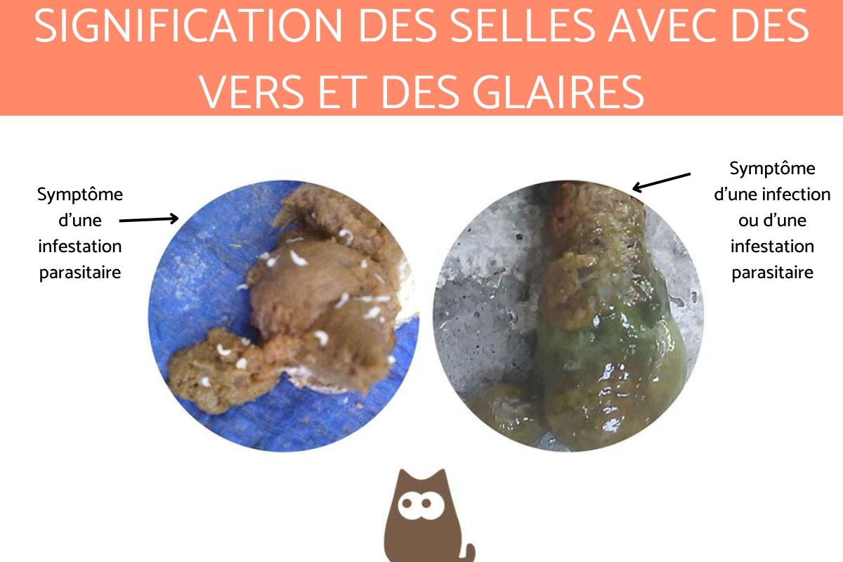 TYPES de SELLES chez les CHATS et leur SIGNIFICATION - AVEC PHOTOS