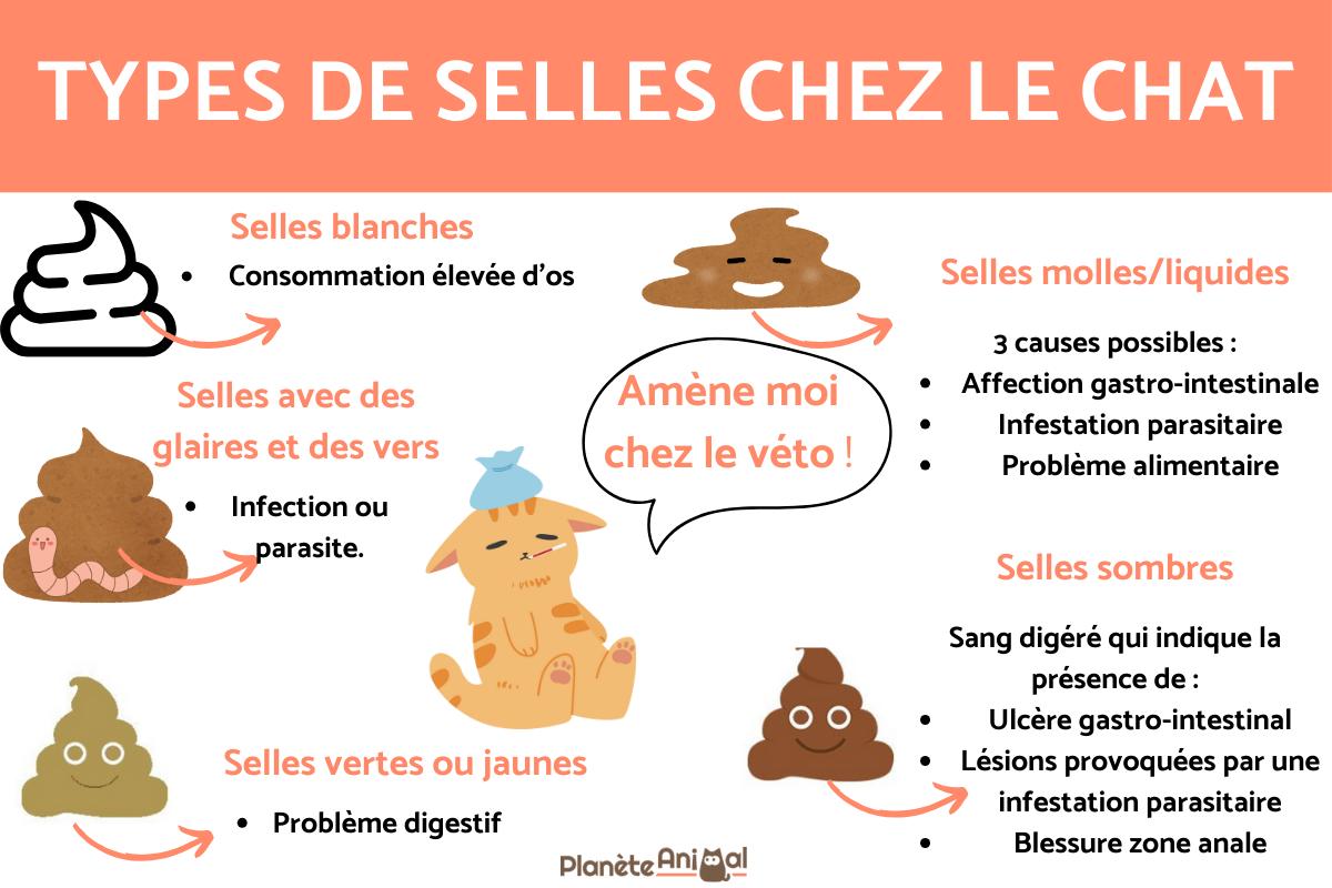 TYPES de SELLES chez les CHATS et leur SIGNIFICATION - AVEC PHOTOS