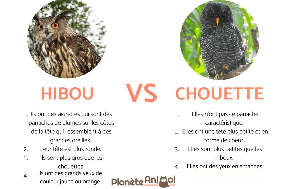 Quelle est la différence entre un hibou et une chouette