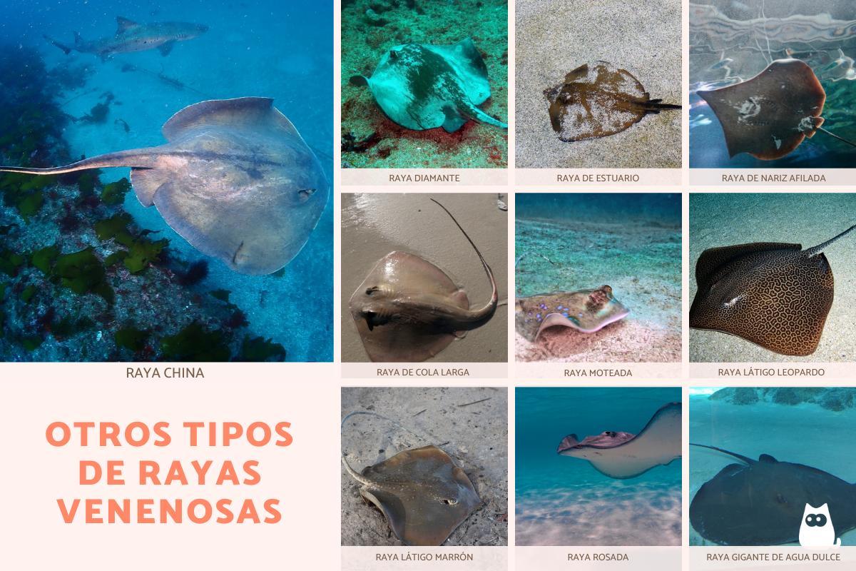 20 Raies venimeuses avec PHOTOS ! Types de raies