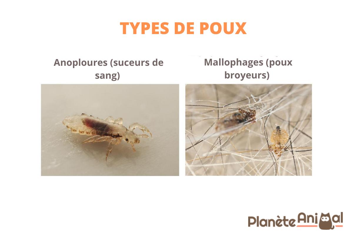 DURÉE DE VIE DES POUX ET DES LENTES - Cycle de vie des poux