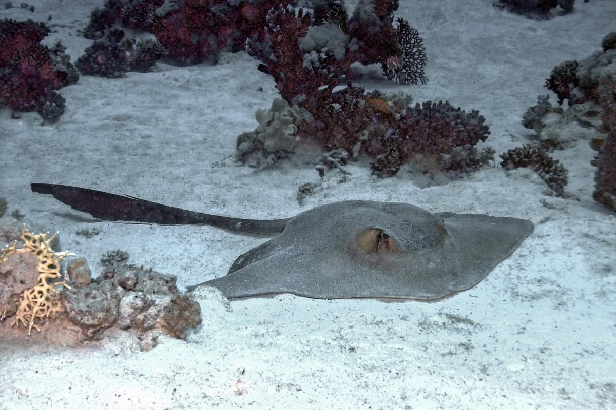 20 Raies venimeuses avec PHOTOS ! Types de raies