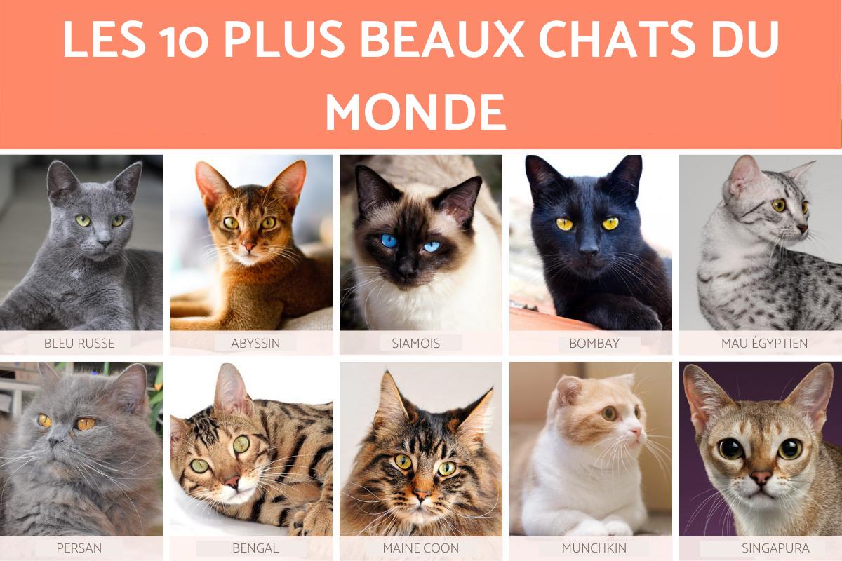 les plus beaux chats