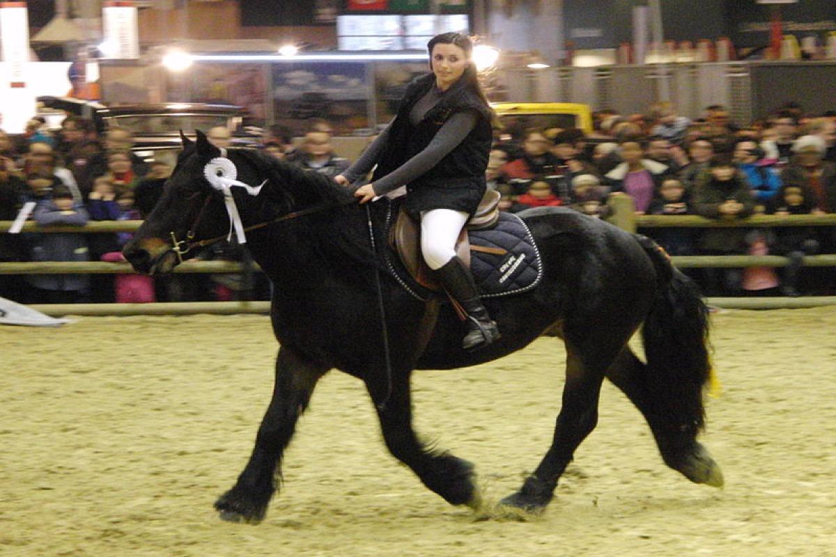 24 races de chevaux français - Liste et photos