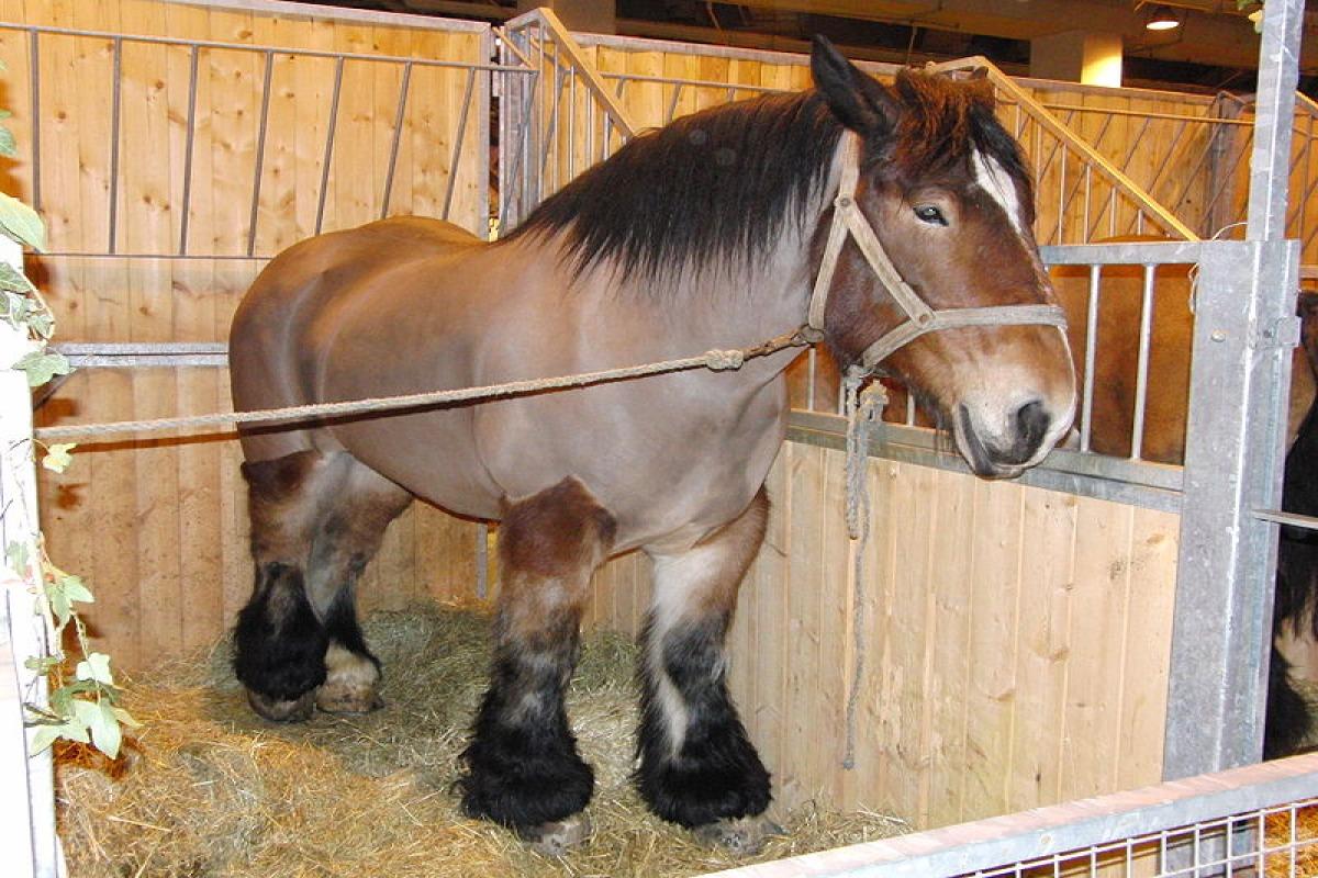 24 races de chevaux français - Liste et photos