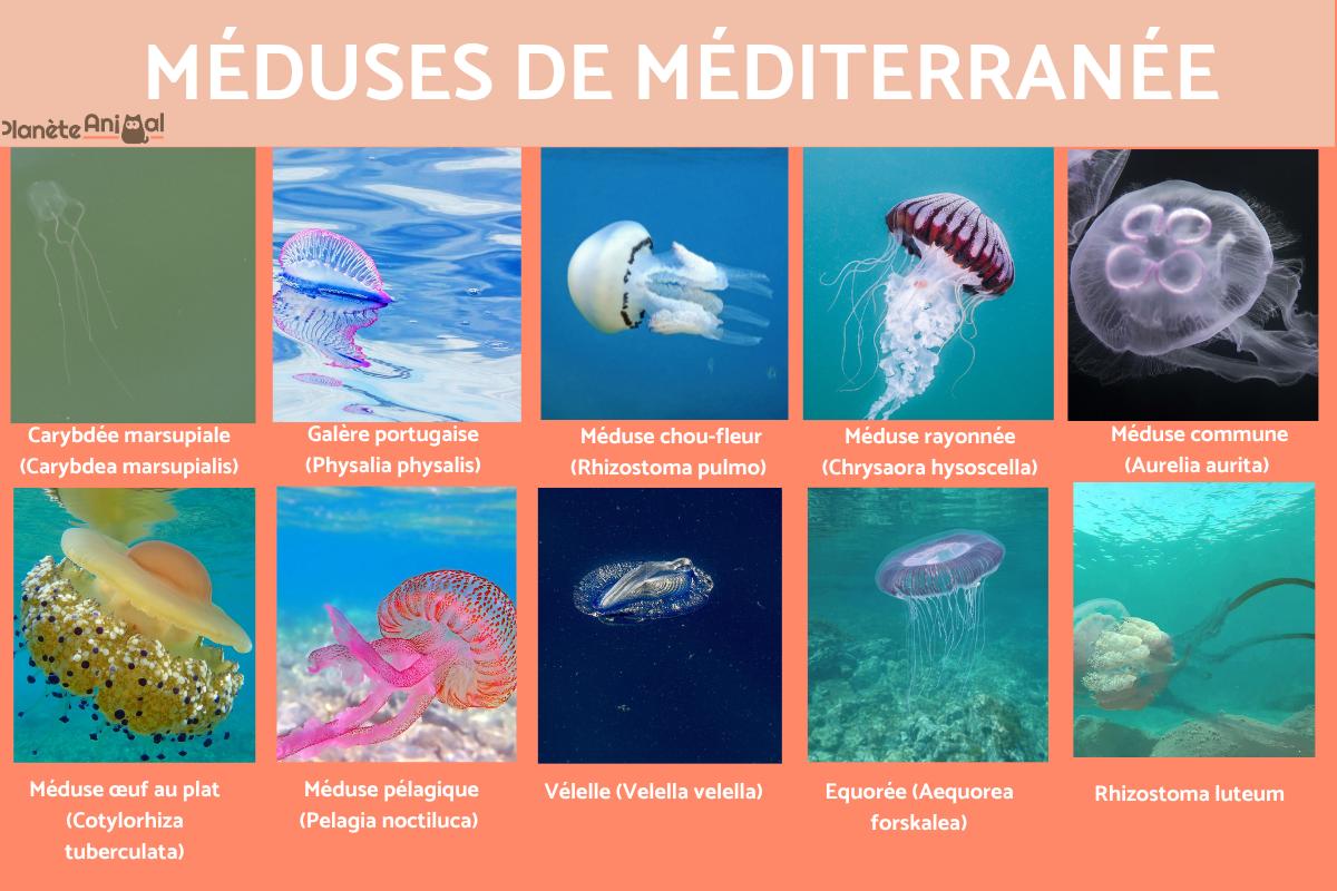 20 MÉDUSES de MÉDITERRANÉE - PETITES et DANGEREUSES