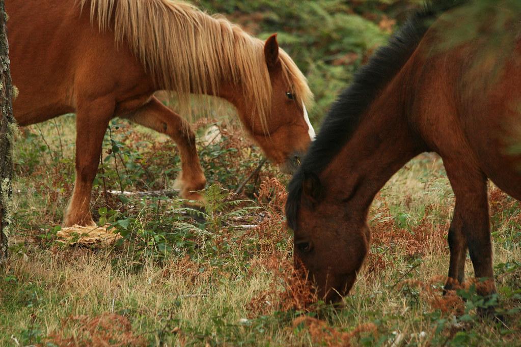 QUE MANGENT LES CHEVAUX ? - ALIMENTATION du CHEVAL