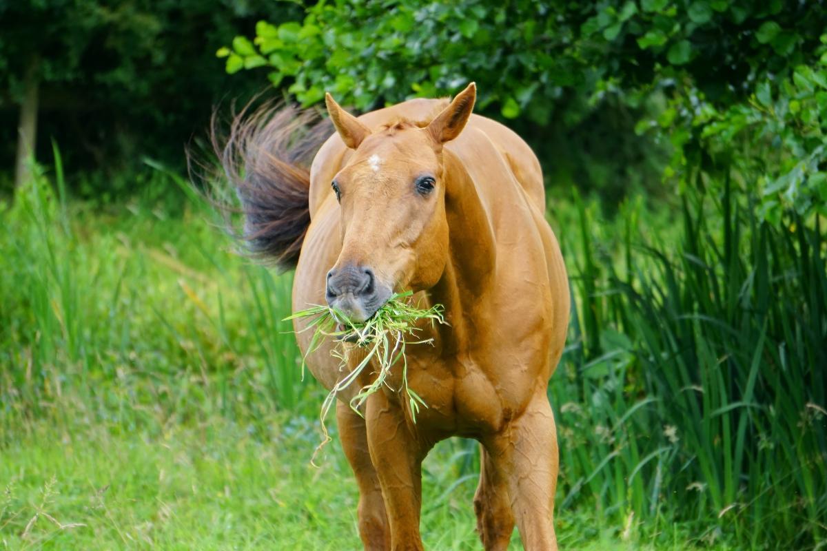 QUE MANGENT LES CHEVAUX ? - ALIMENTATION du CHEVAL