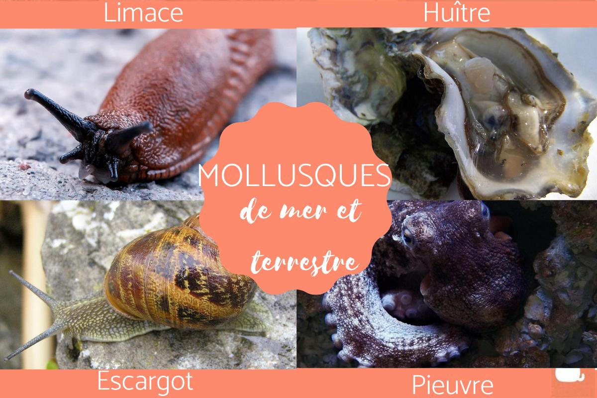 Les mollusques de MER et TERRESTRE - Caractéristiques et exemples