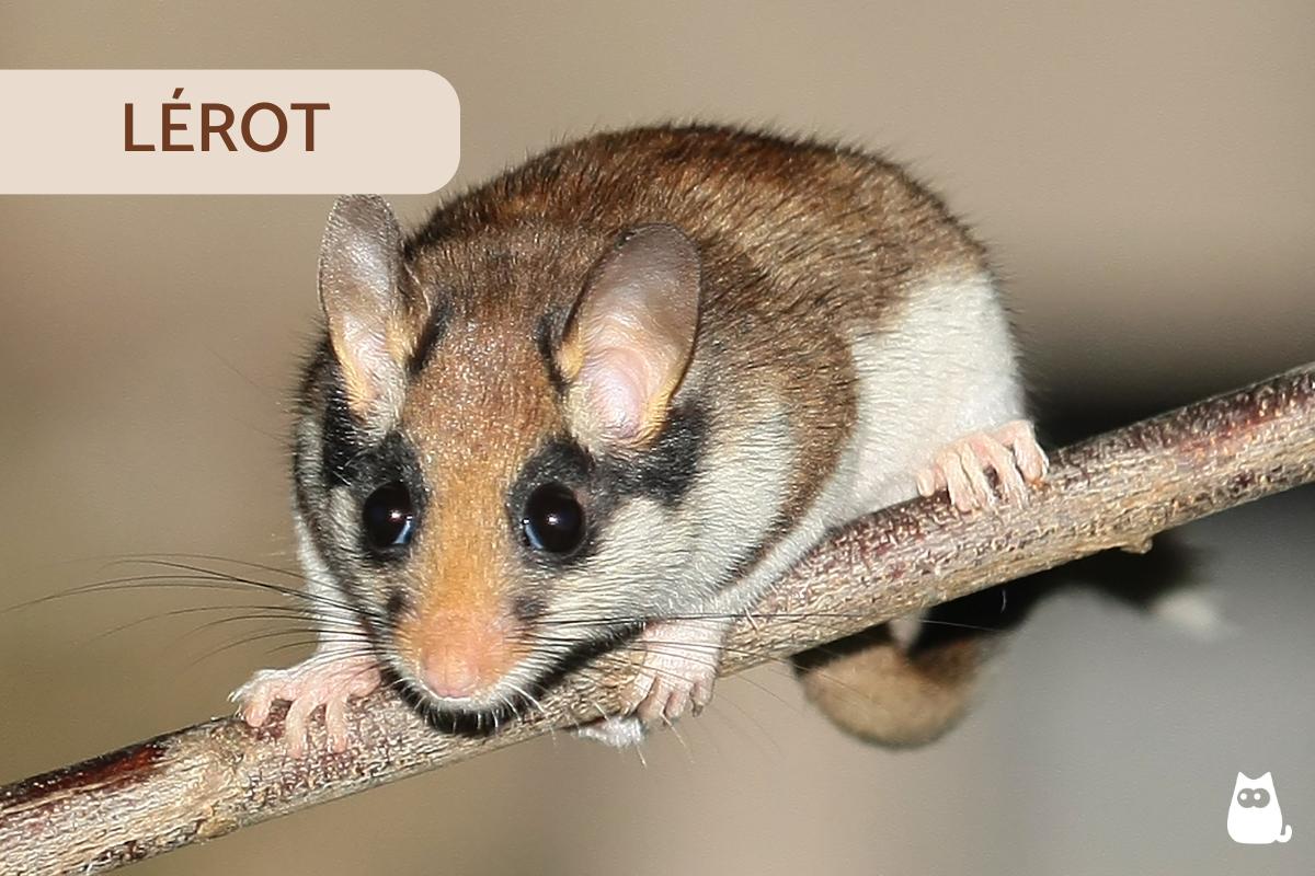 20 Animaux en France - Noms, caractéristiques et PHOTOS