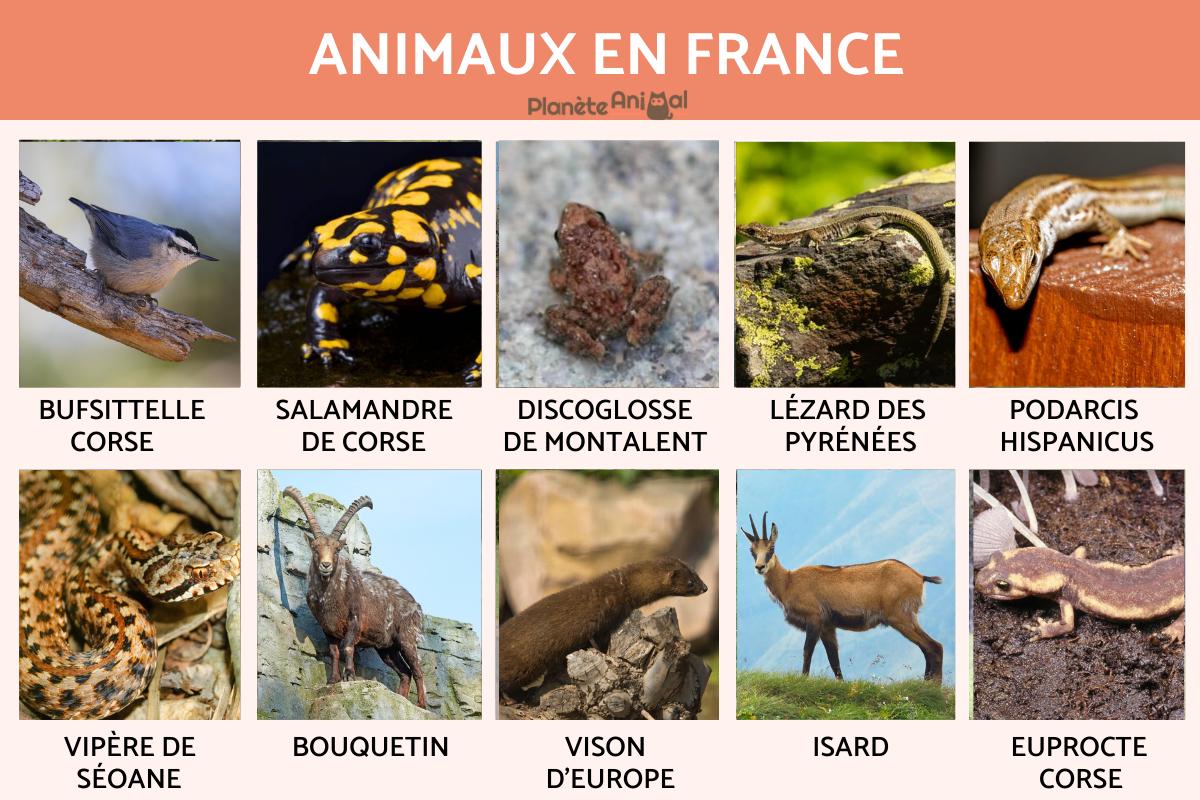 20 Animaux en France - Noms, caractéristiques et PHOTOS