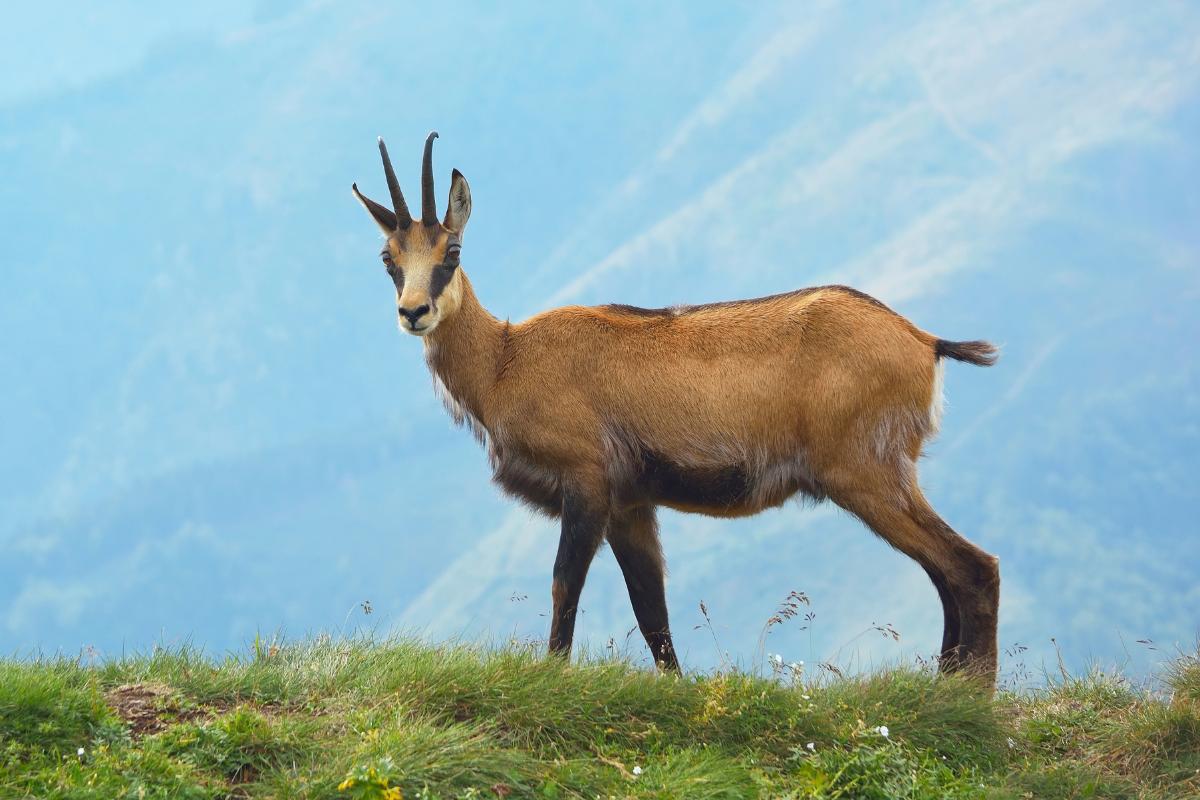 20 Animaux en France - Noms, caractéristiques et PHOTOS