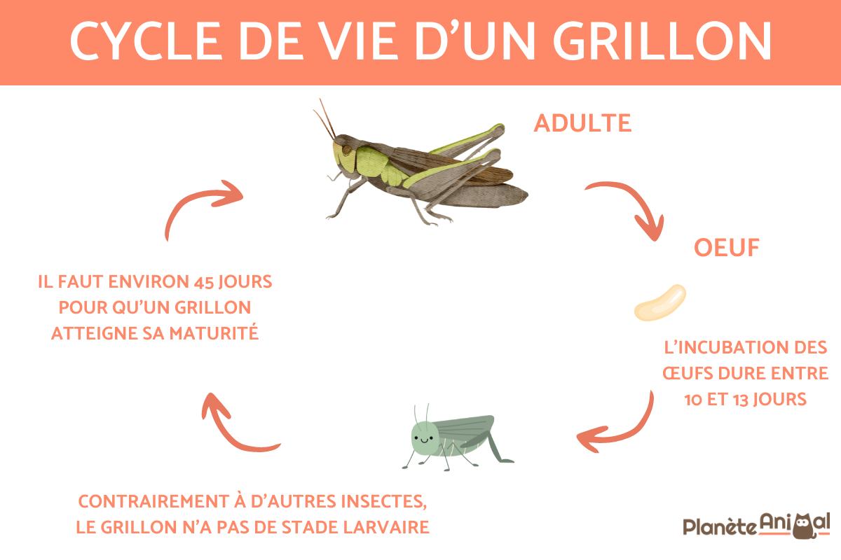 Durée de vie d'un grillon - Résumé sur l'espérance de vie du grillon