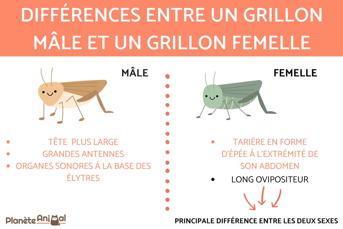 Durée de vie d'un grillon - Résumé sur l'espérance de vie du grillon