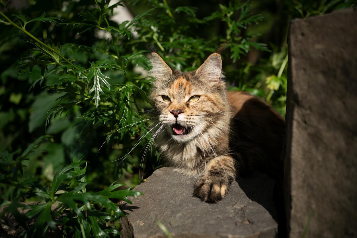 Mon CHAT respire FORT - CAUSES et QUOI FAIRE