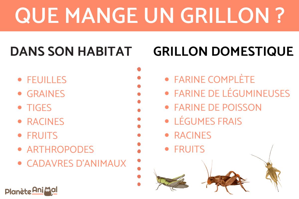 Durée de vie d'un grillon - Résumé sur l'espérance de vie du grillon