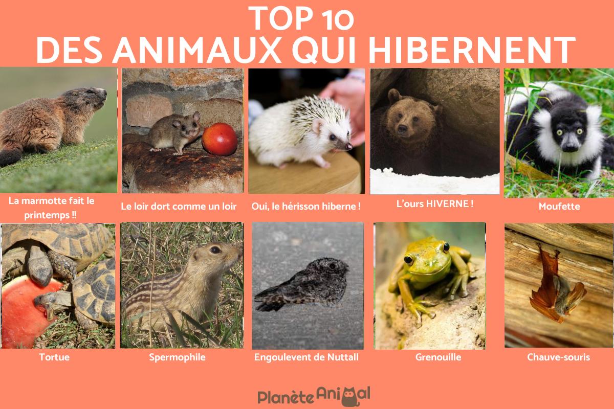 10 des ANIMAUX QUI HIBERNENT