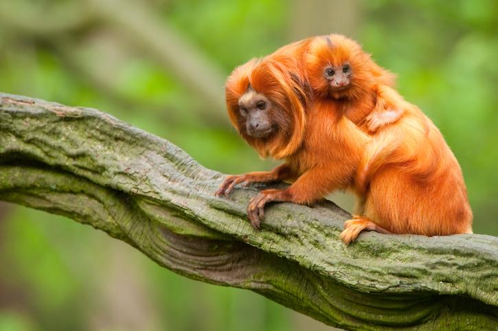 + de 30 ANIMAUX de la FORÊT AMAZONIENNE avec PHOTOS