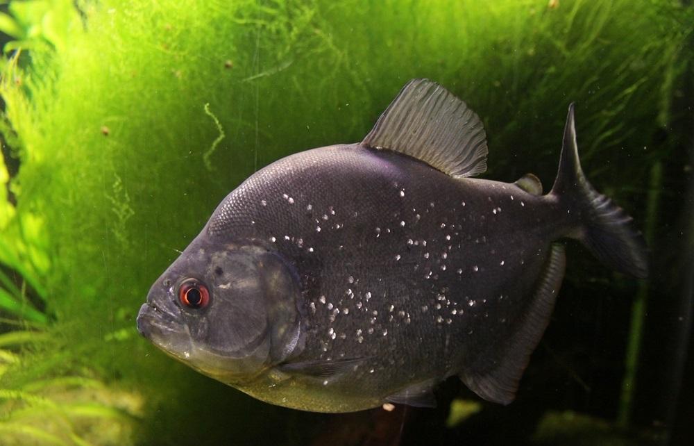 + de 30 ANIMAUX de la FORÊT AMAZONIENNE avec PHOTOS