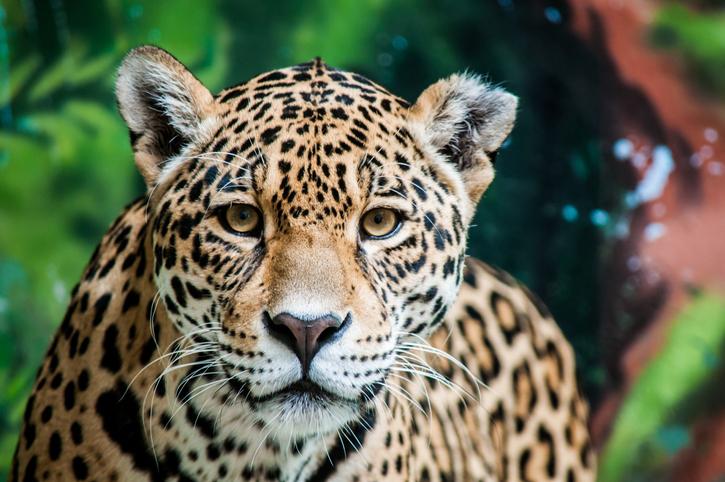 + de 30 ANIMAUX de la FORÊT AMAZONIENNE avec PHOTOS