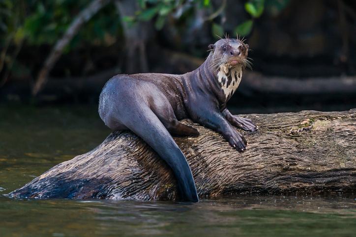 + de 30 ANIMAUX de la FORÊT AMAZONIENNE avec PHOTOS