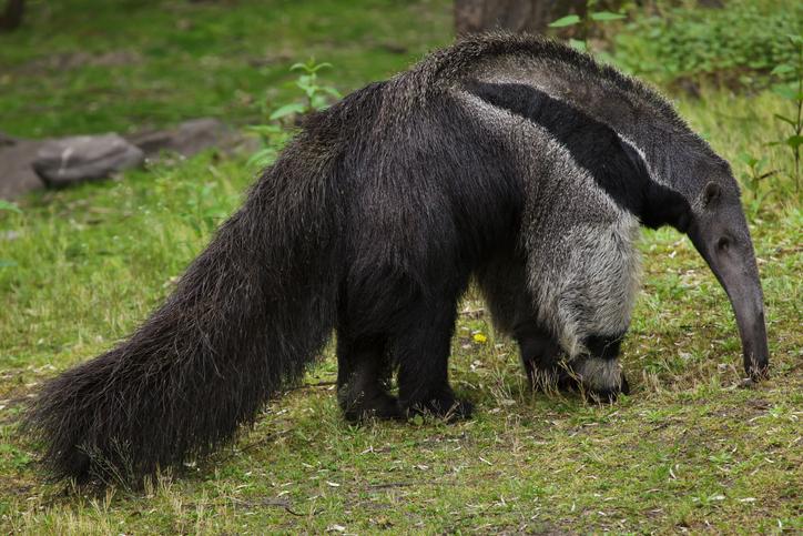+ de 30 ANIMAUX de la FORÊT AMAZONIENNE avec PHOTOS