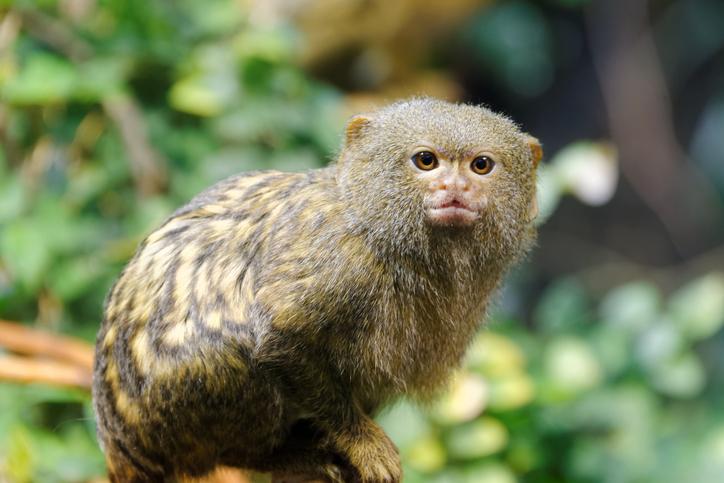 + de 30 ANIMAUX de la FORÊT AMAZONIENNE avec PHOTOS