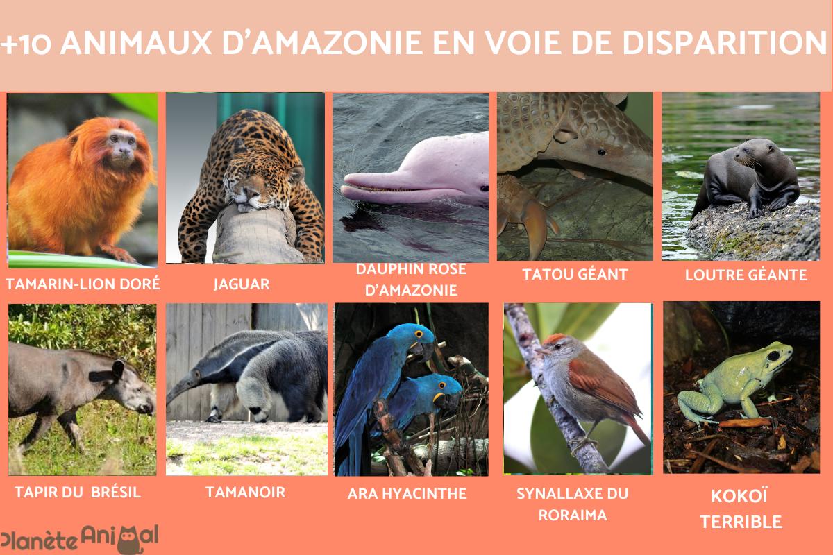 + de 30 ANIMAUX de la FORÊT AMAZONIENNE avec PHOTOS