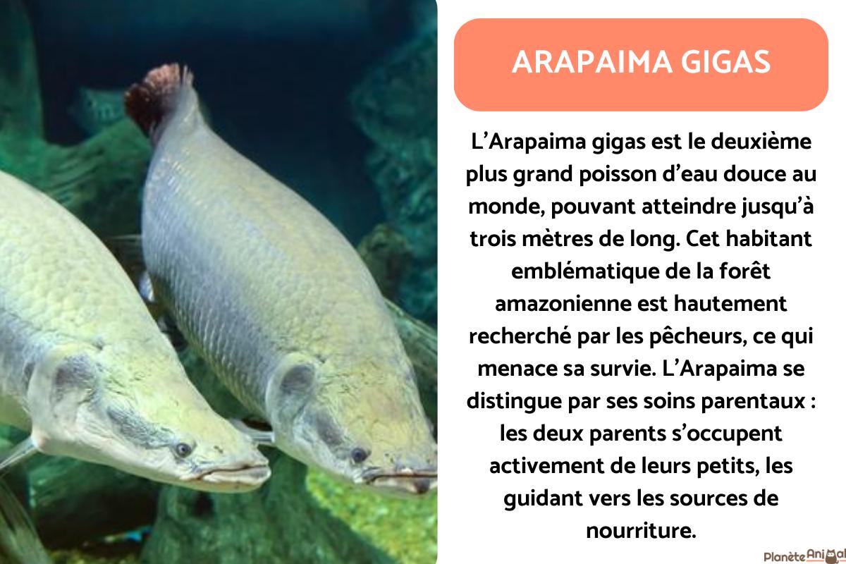 + de 30 ANIMAUX de la FORÊT AMAZONIENNE avec PHOTOS