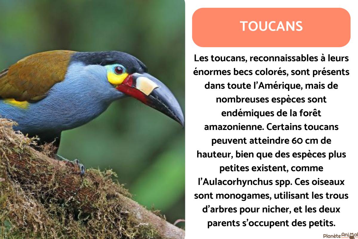 + de 30 ANIMAUX de la FORÊT AMAZONIENNE avec PHOTOS