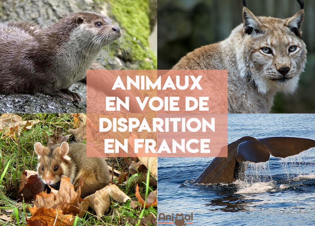 ANIMAUX en voie de DISPARITION en FRANCE