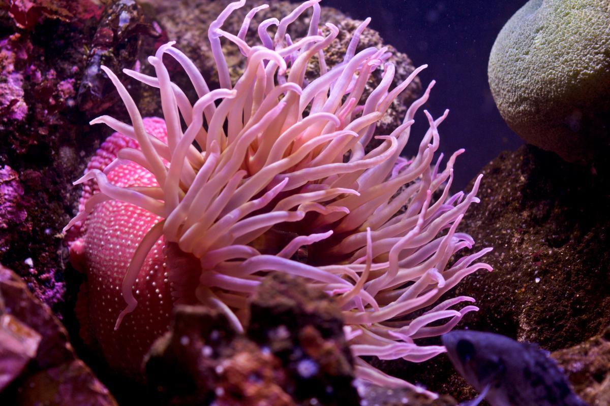 Anémones de mer : définition, types et caractéristiques
