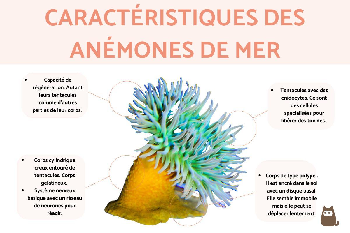 Anémones de mer : définition, types et caractéristiques