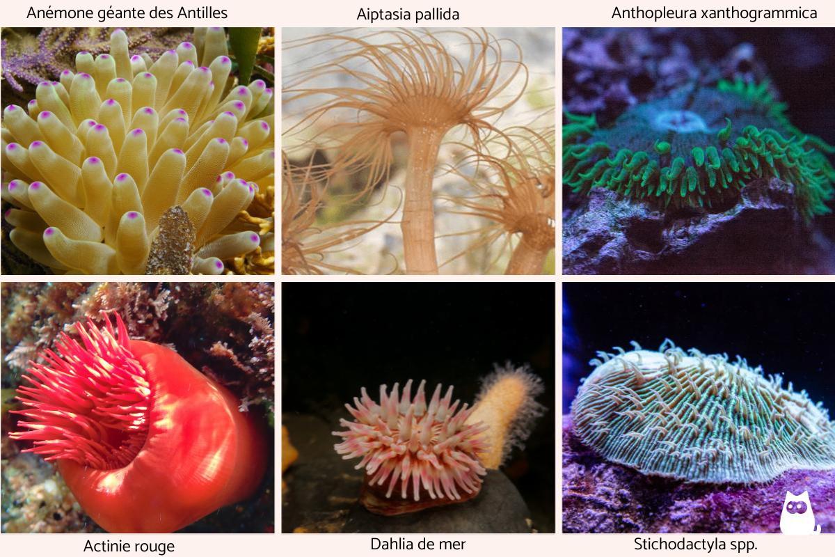 Anémones de mer : définition, types et caractéristiques