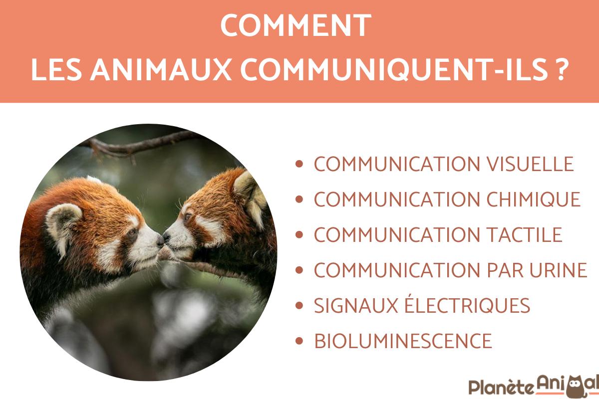 COMMUNICATION chez les ANIMAUX - EXEMPLES