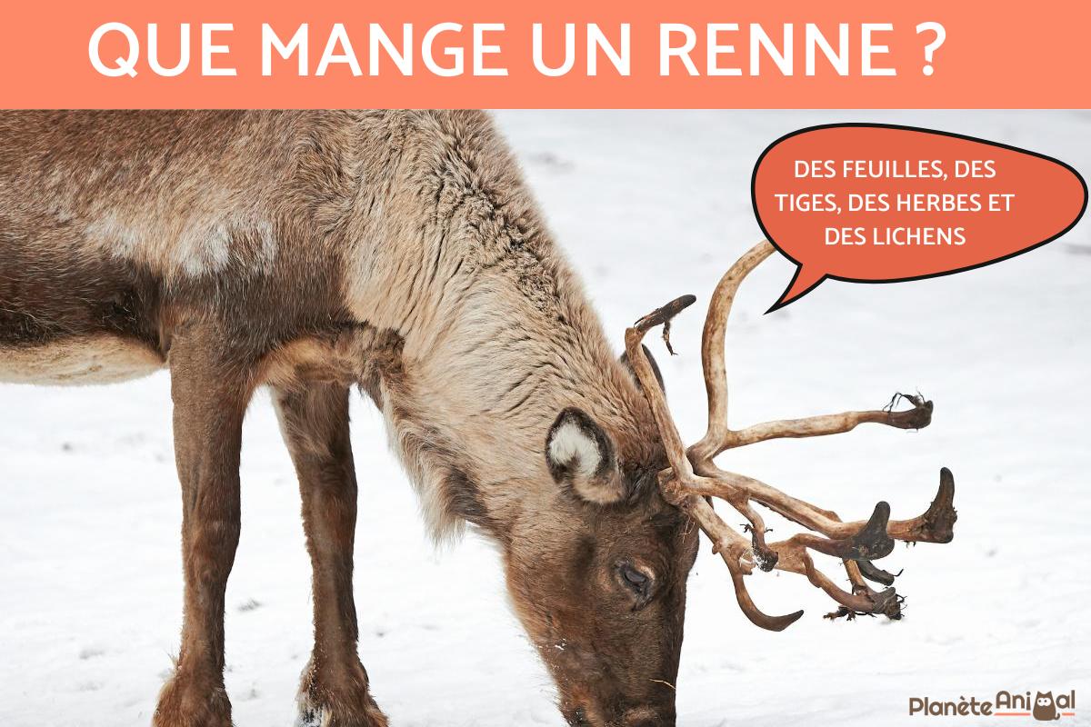Que mange un renne ? - ALIMENTATION DES RENNES