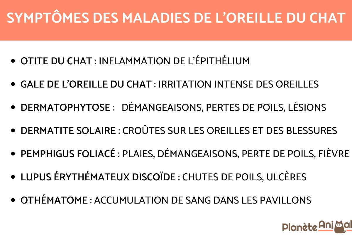 Quelles sont les MALADIES de L'OREILLE du CHAT