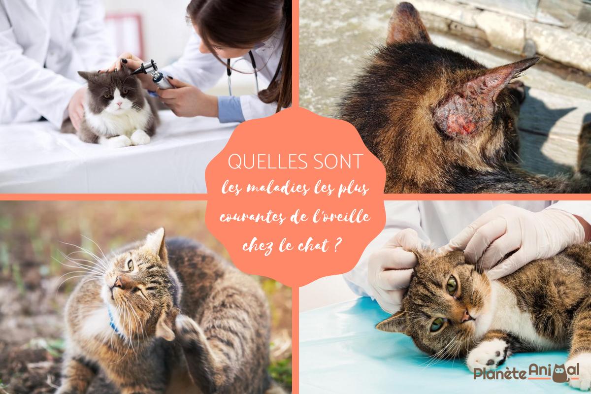 Quelles sont les MALADIES de L'OREILLE du CHAT