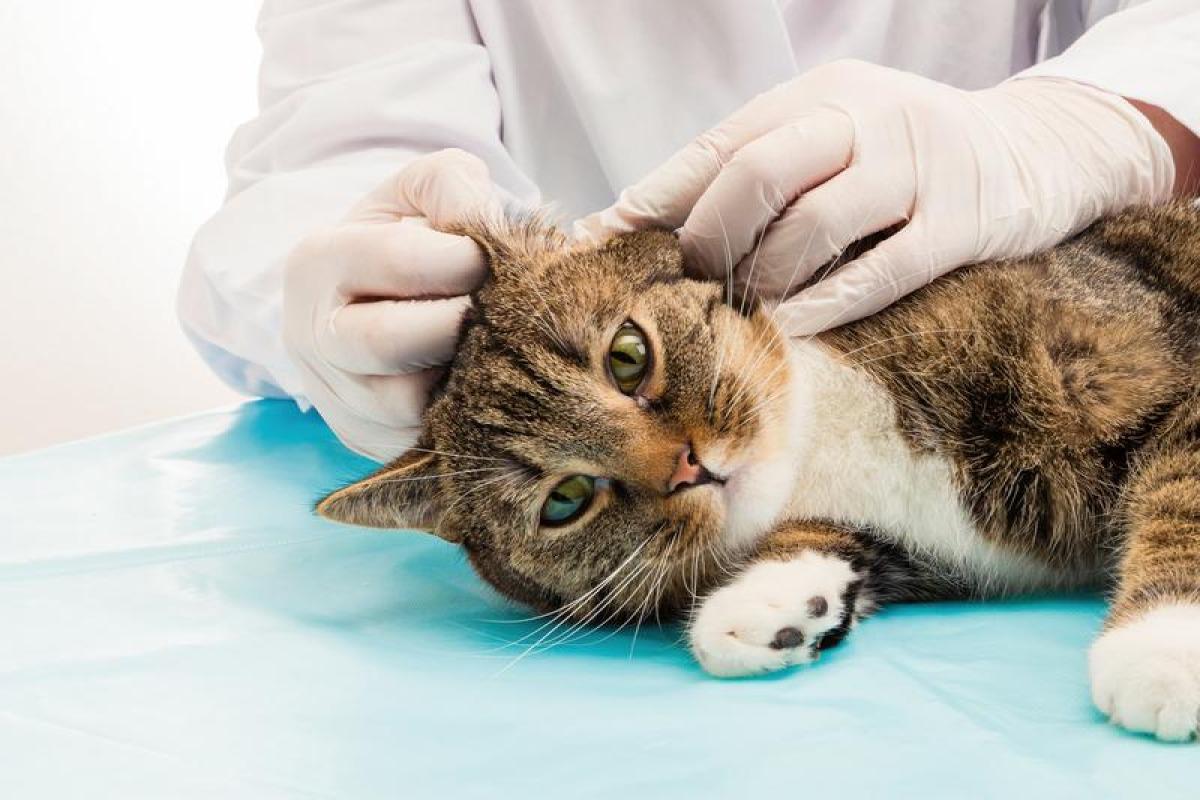 Quelles sont les MALADIES de L'OREILLE du CHAT