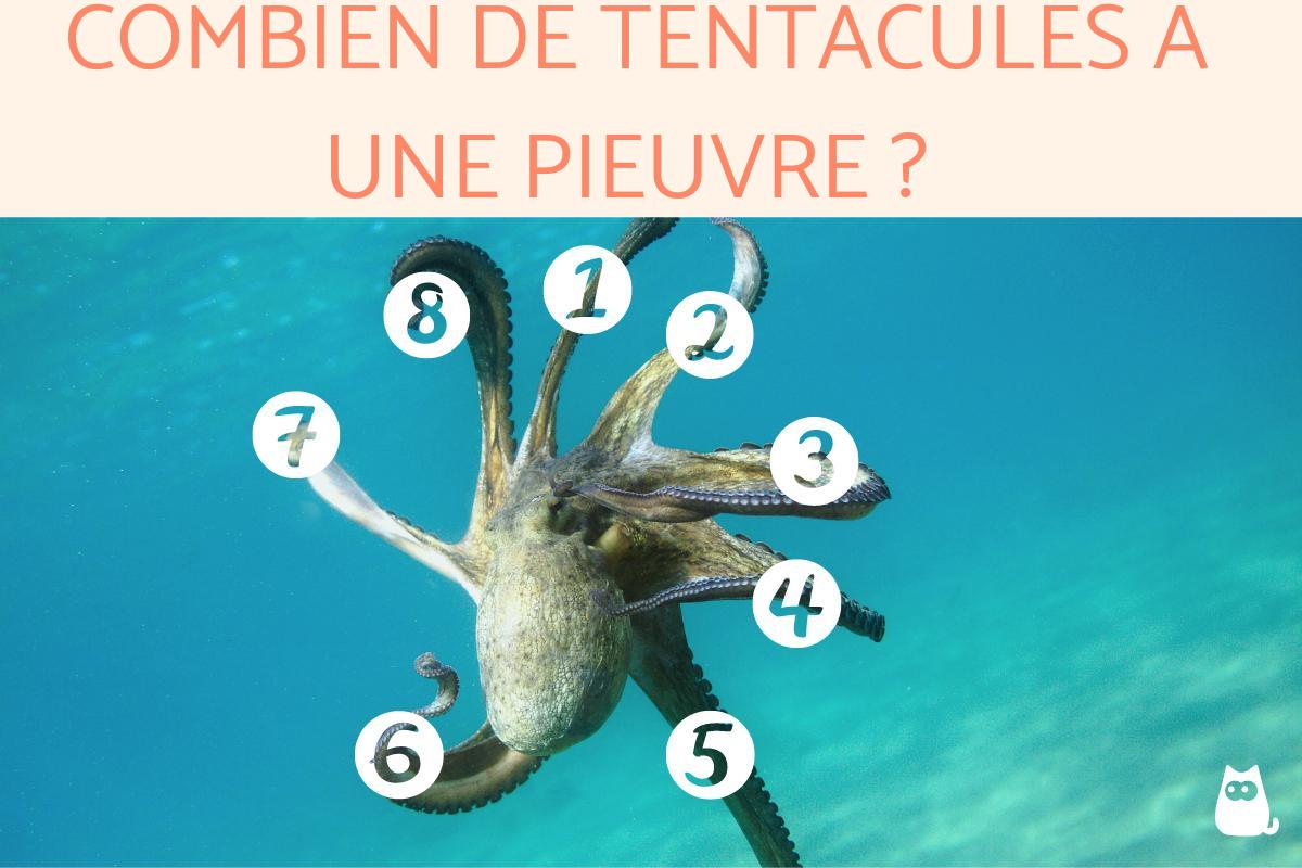 Combien de tentacules a une pieuvre