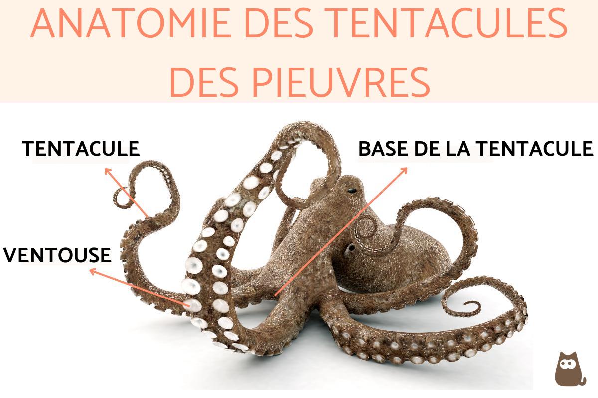 Combien de tentacules a une pieuvre
