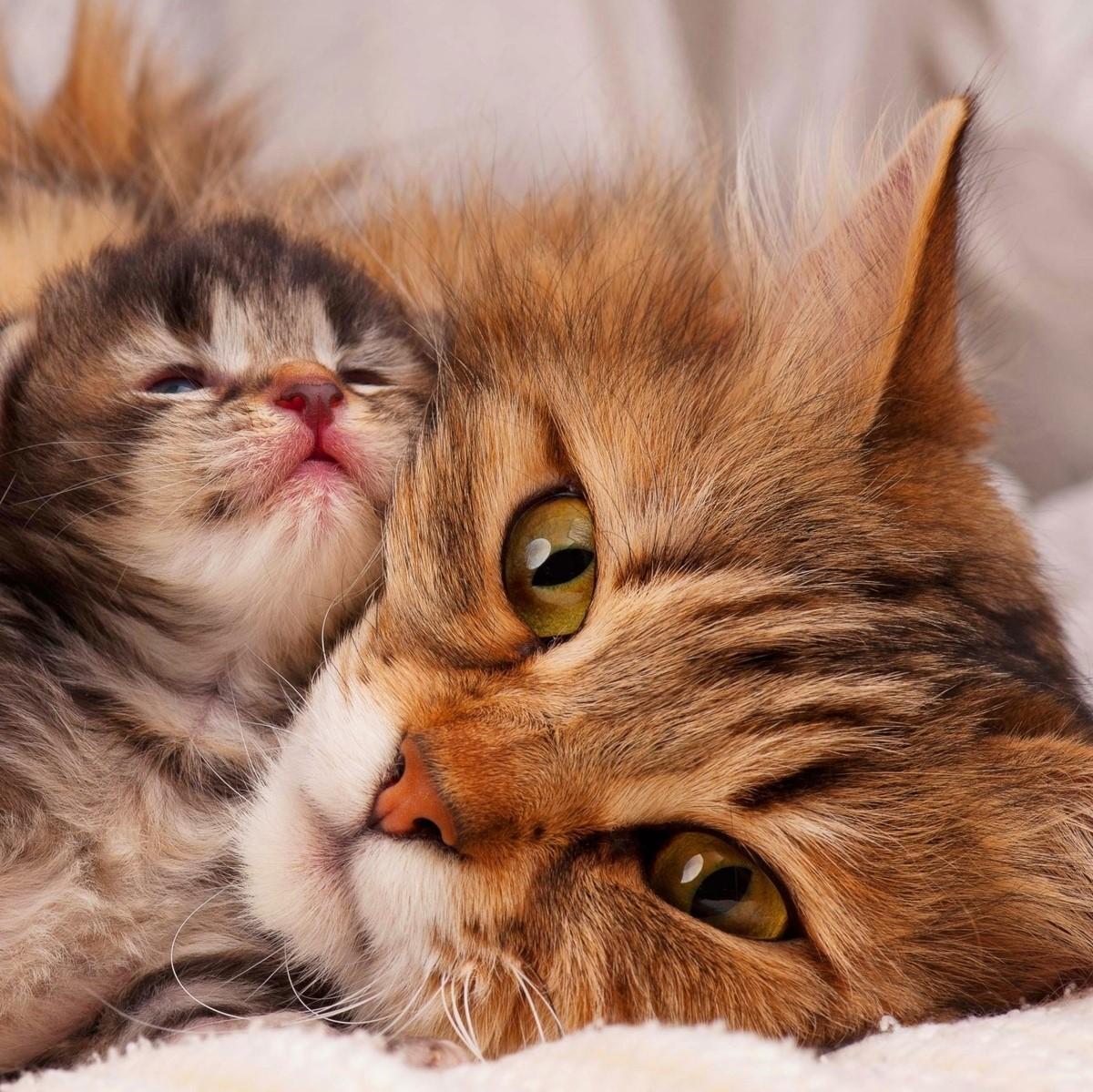 Pourquoi ma chatte rejette ses chatons ? - 4 RAISONS Pourquoi ma chatte rejette ses chatons ? - 4 RAISONS