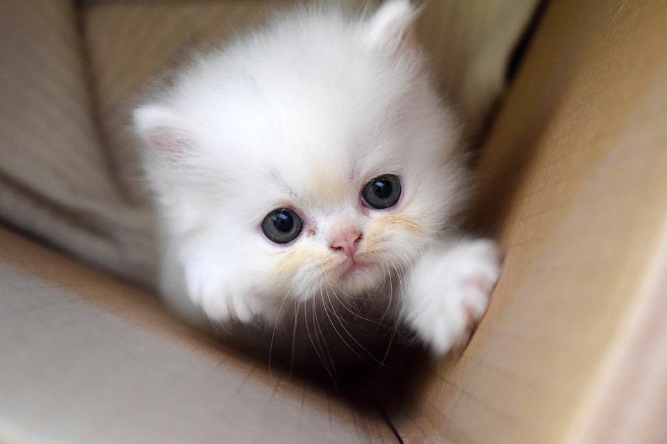 À quel âge un chaton ouvre les yeux ? - Tout savoir