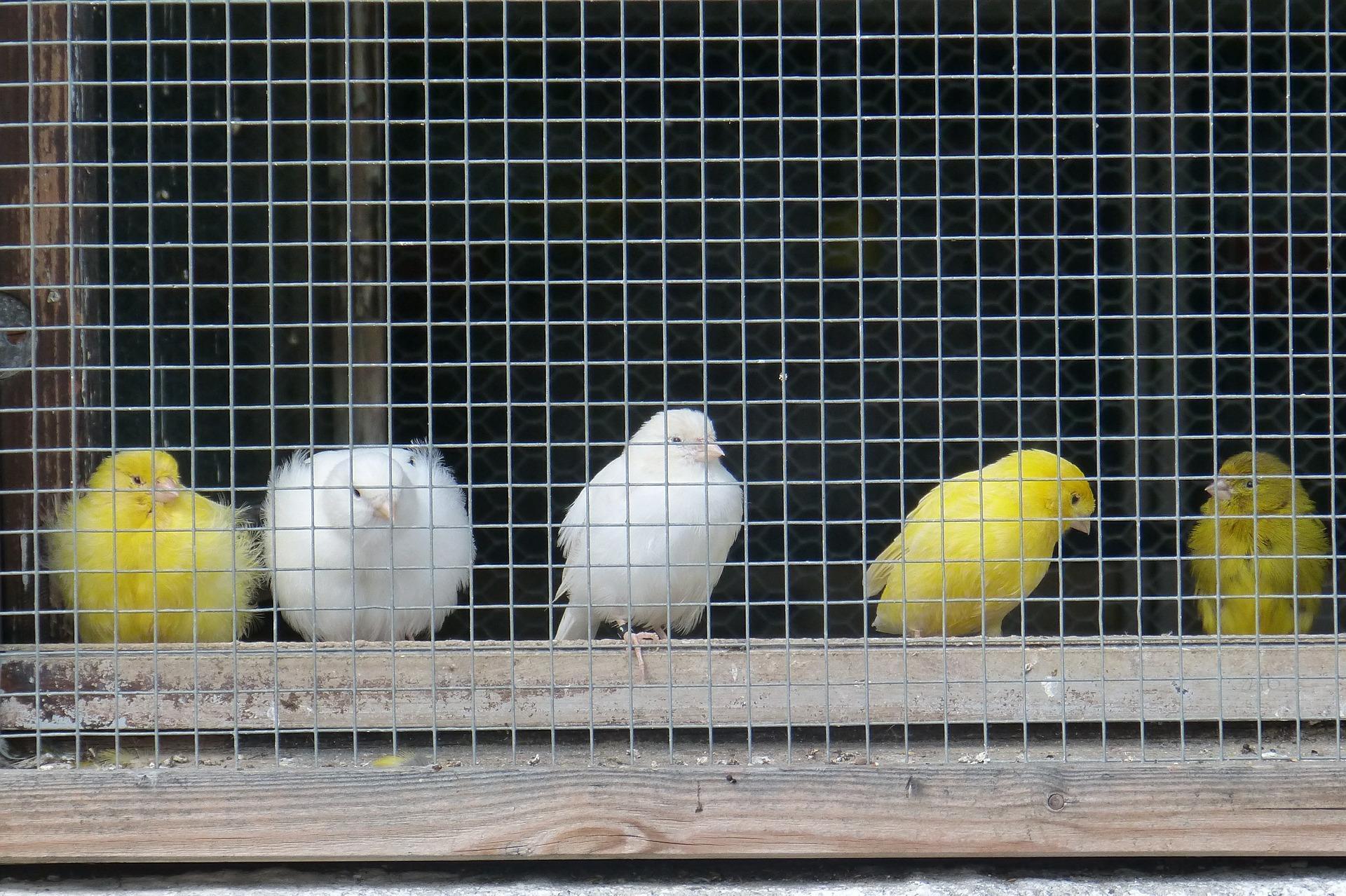 MALADIE du CANARI - 16 maladies fréquentes