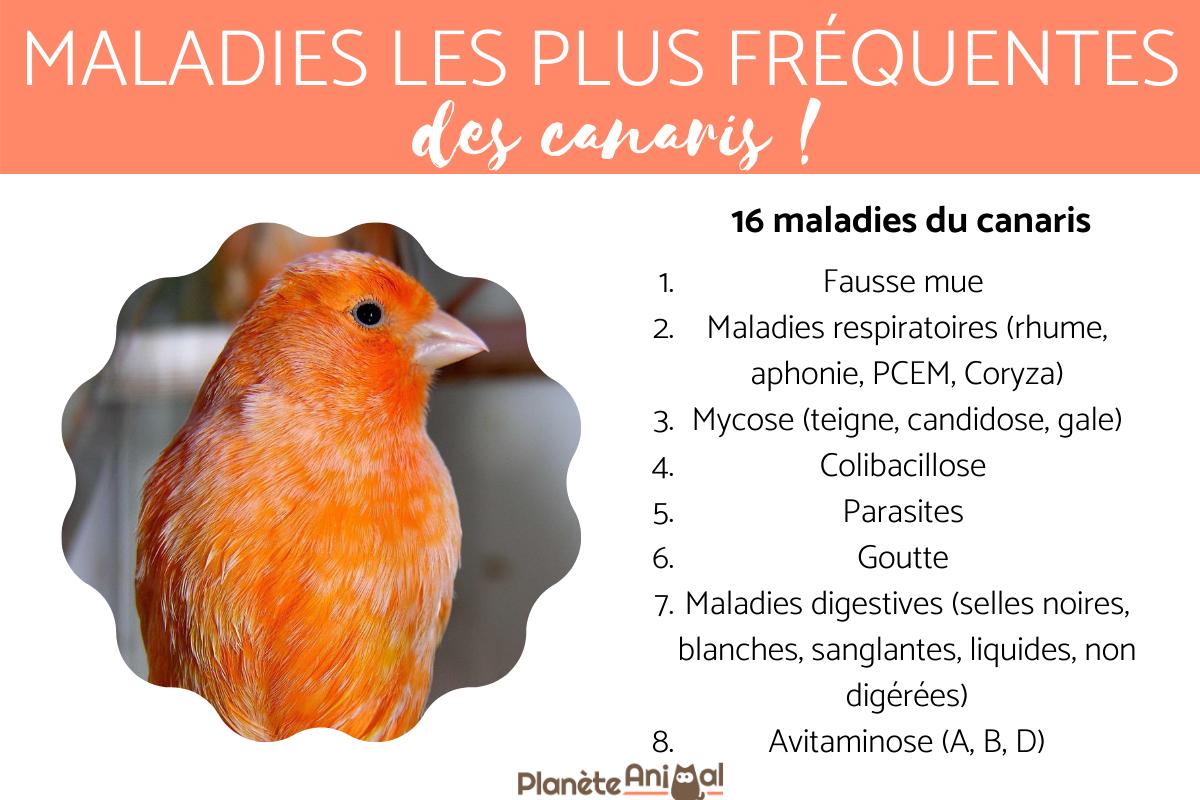 MALADIE du CANARI - 16 maladies fréquentes